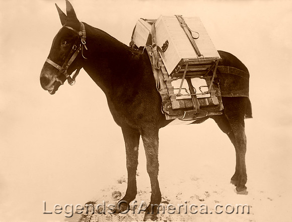 Legends of America Photo Prints | Prospectors, Miners, & Mining | Pack mule